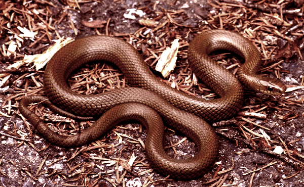 Antique Japanese Katana Nihonto Buddhist Horimono blade rare Snake skin ...